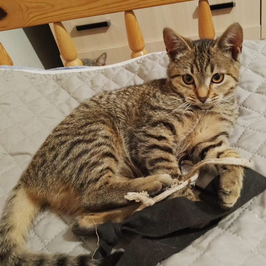 Продам котенка