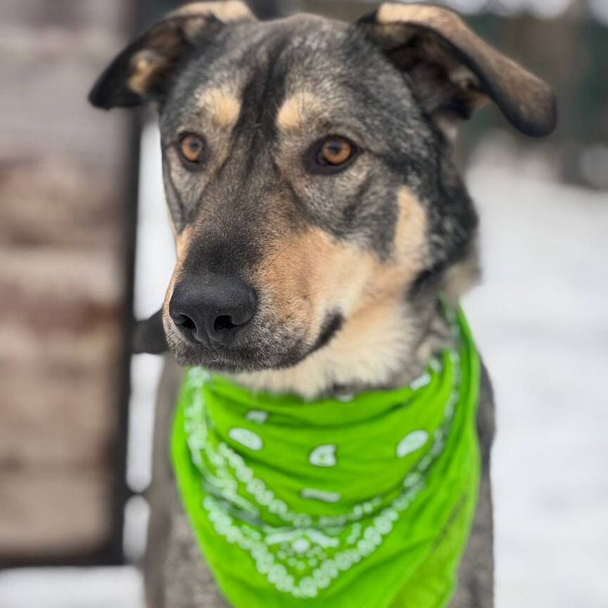 Блюм мечтает о доме