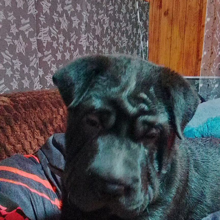 Отдам щенка шарпея