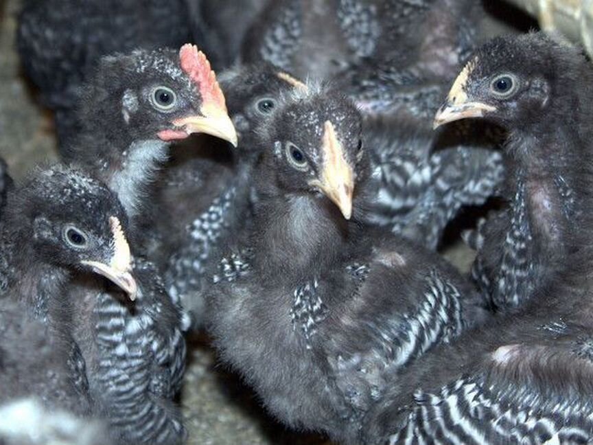 Цыплята несушки