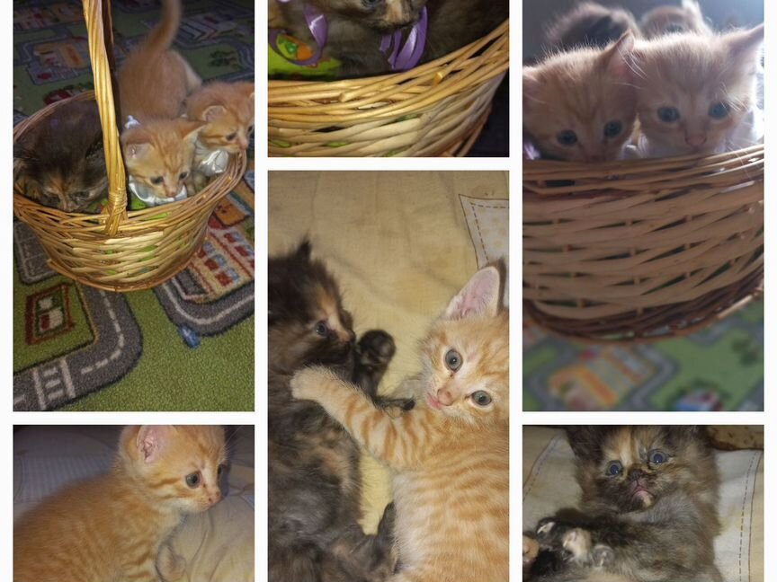 Чудо котята в добрые ручки)