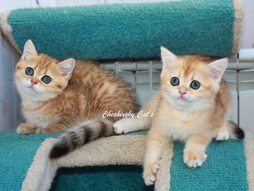 Золотинки девочки и мальчики