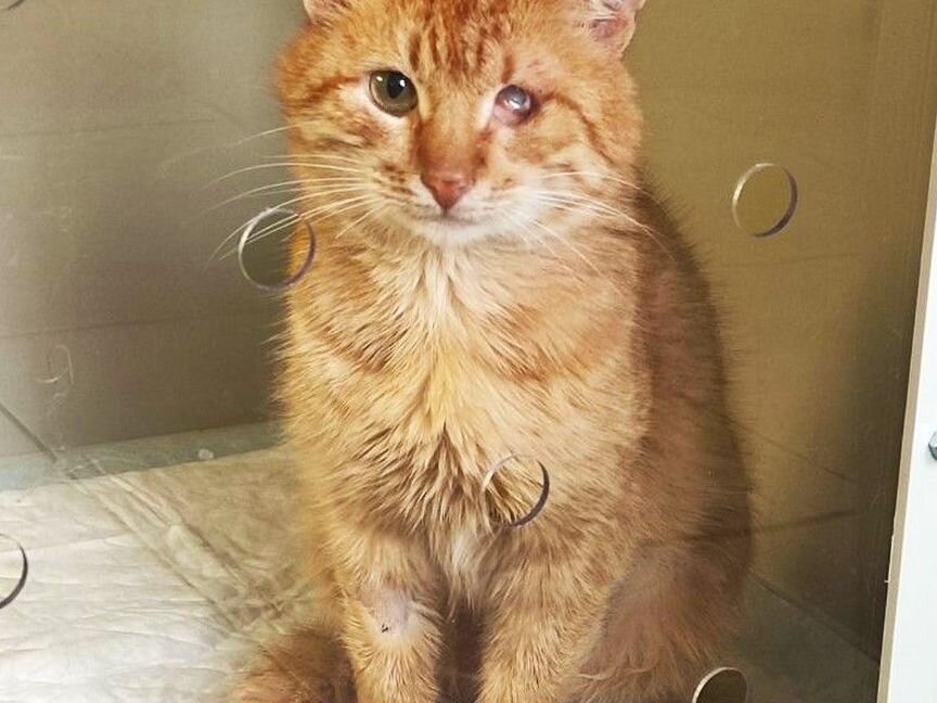 Котик в добрые руки