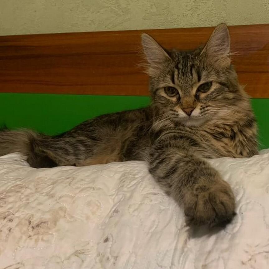 Кошечка