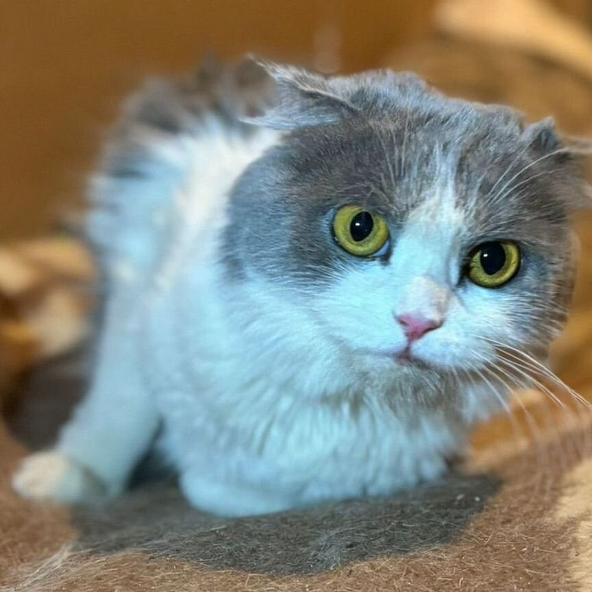 Кошка Ева в добрые руки