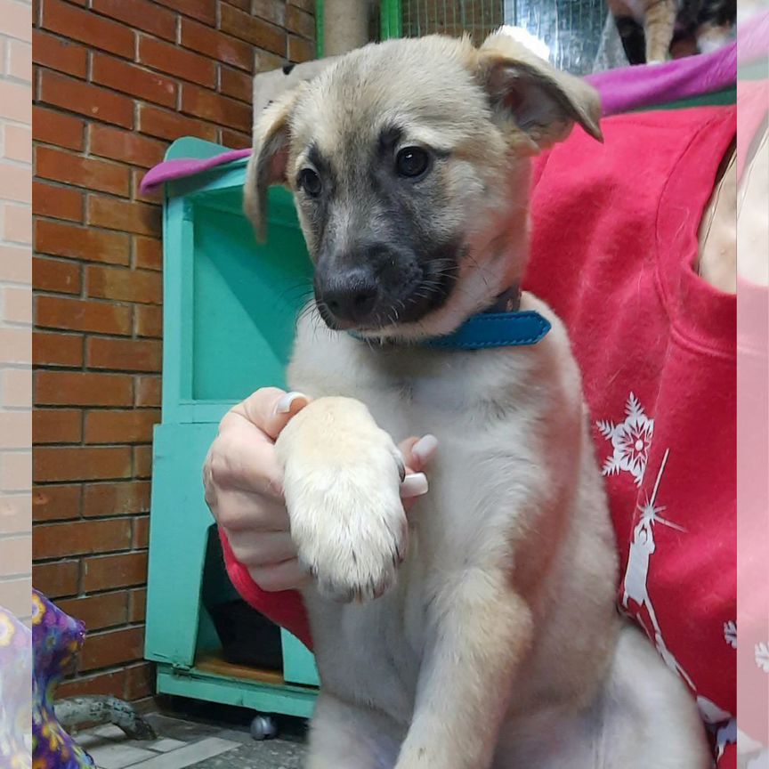 Щенок в добрые руки