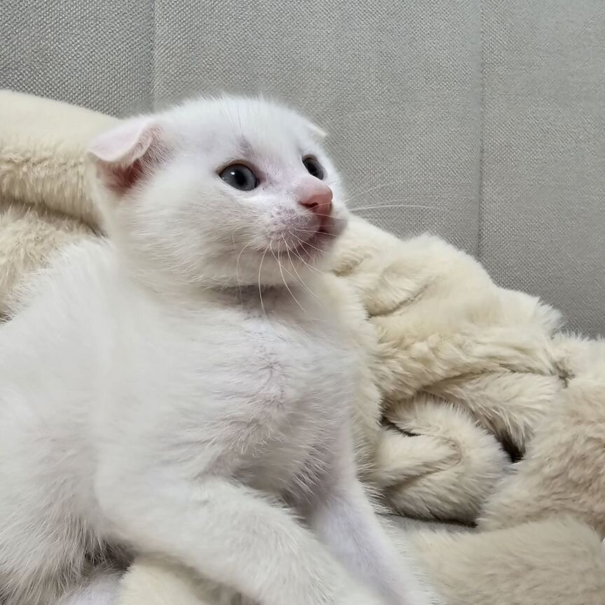 Котенок Александр Македонский