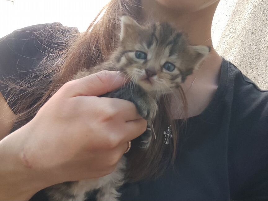 Отдам котёнка или кошку в добрые руки