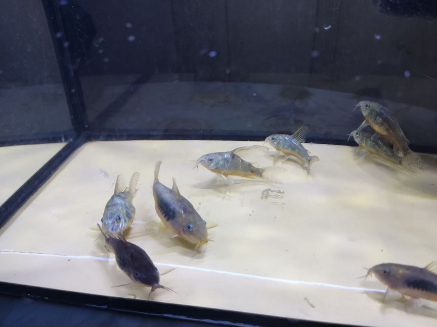 Коридорасы