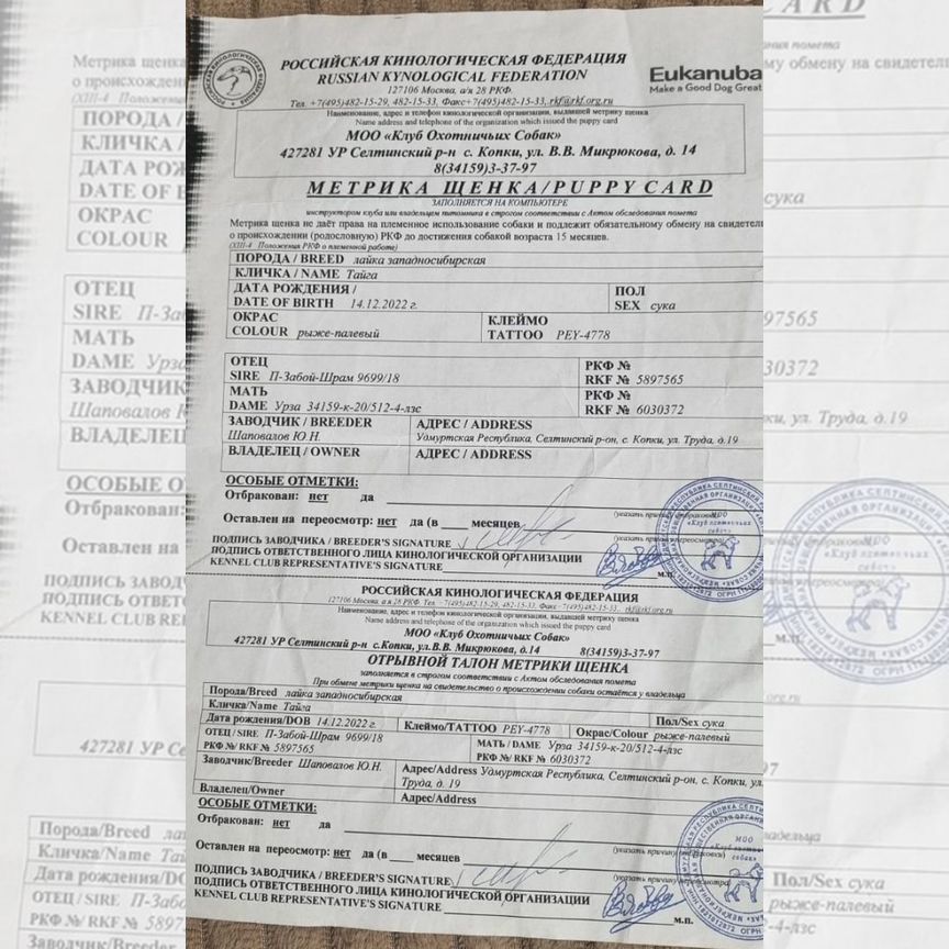 Западносибирская лайка, взрослая собака