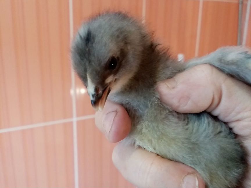 Цыплята породных кур несушек