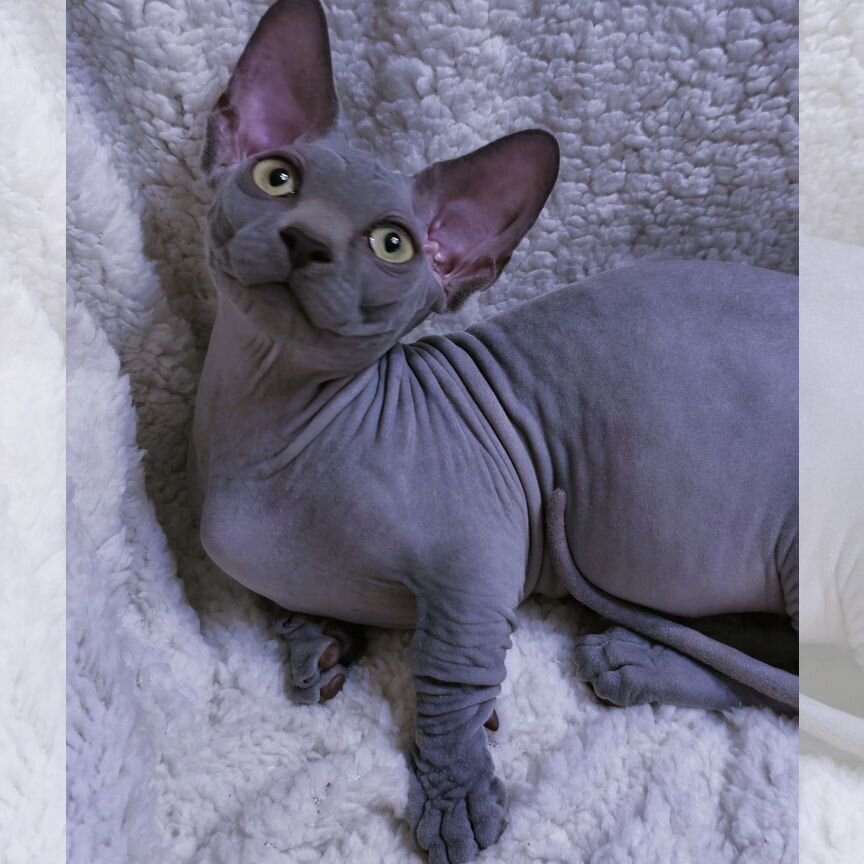 Канадский сфинкс котёнок