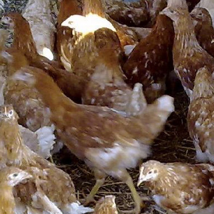 Несушка Ломан Браун молодка 2 мес