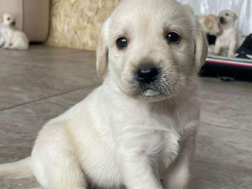 Щенки лабрадора