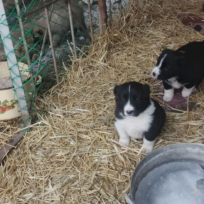 Среднеазиатская овчарка, щенок