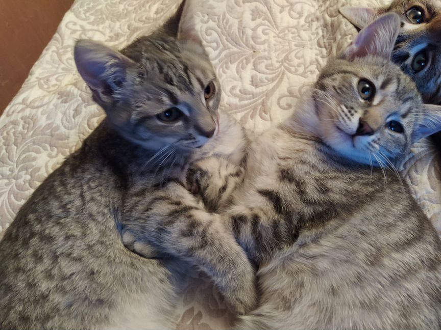 Котята. Две девочки 3 месяца