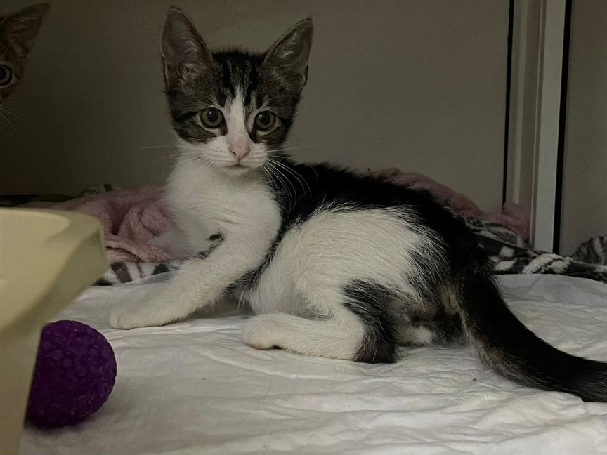 Котята в добрые руки даром