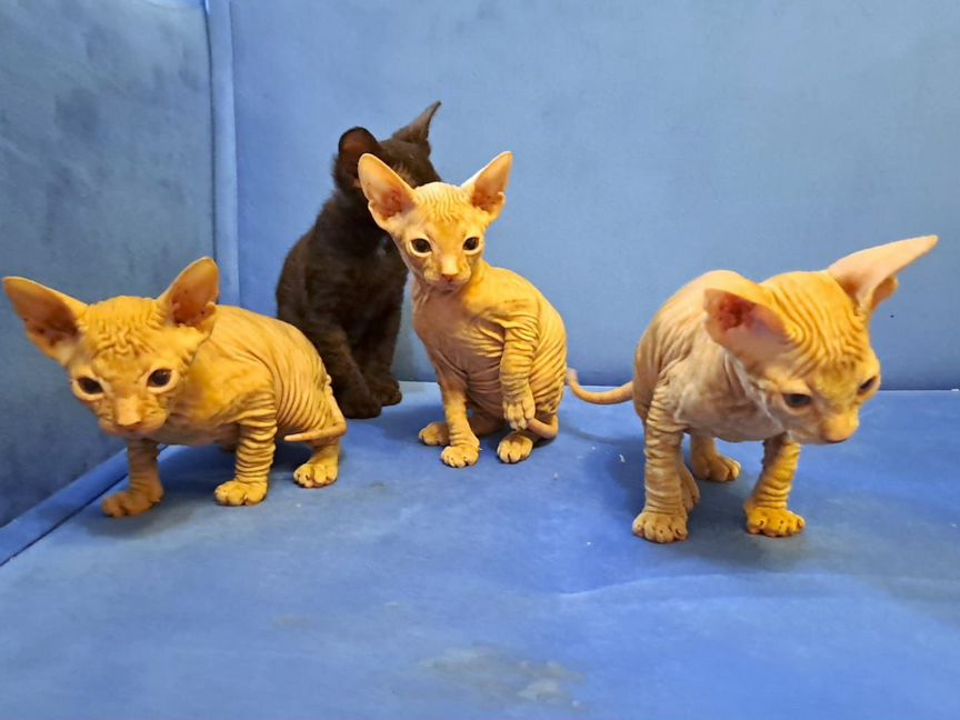 Донской сфинкс котята