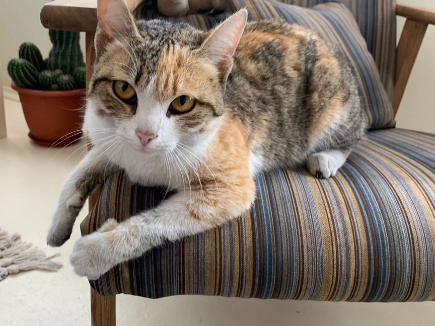 Кошка