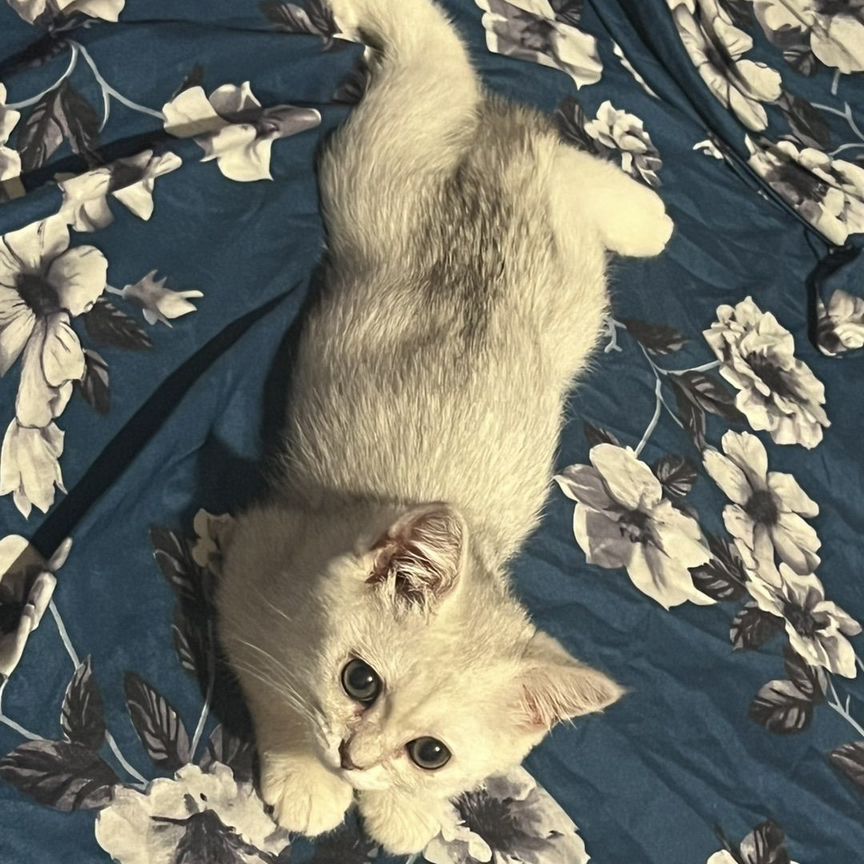 Котенок скоттиш страйт