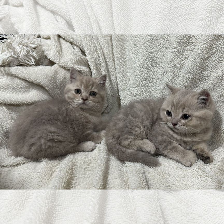 Шотландские прямоухие котята
