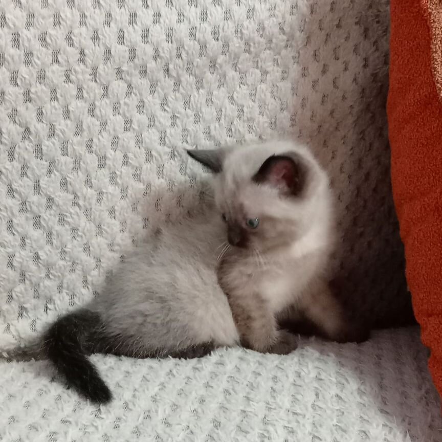 Котик 1, 5 месяца