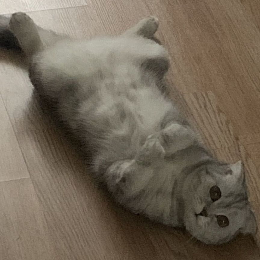 Кошка шотланская вислоухая
