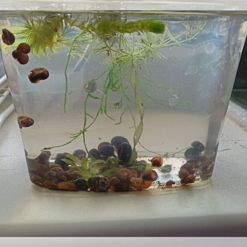 Улитки катушки