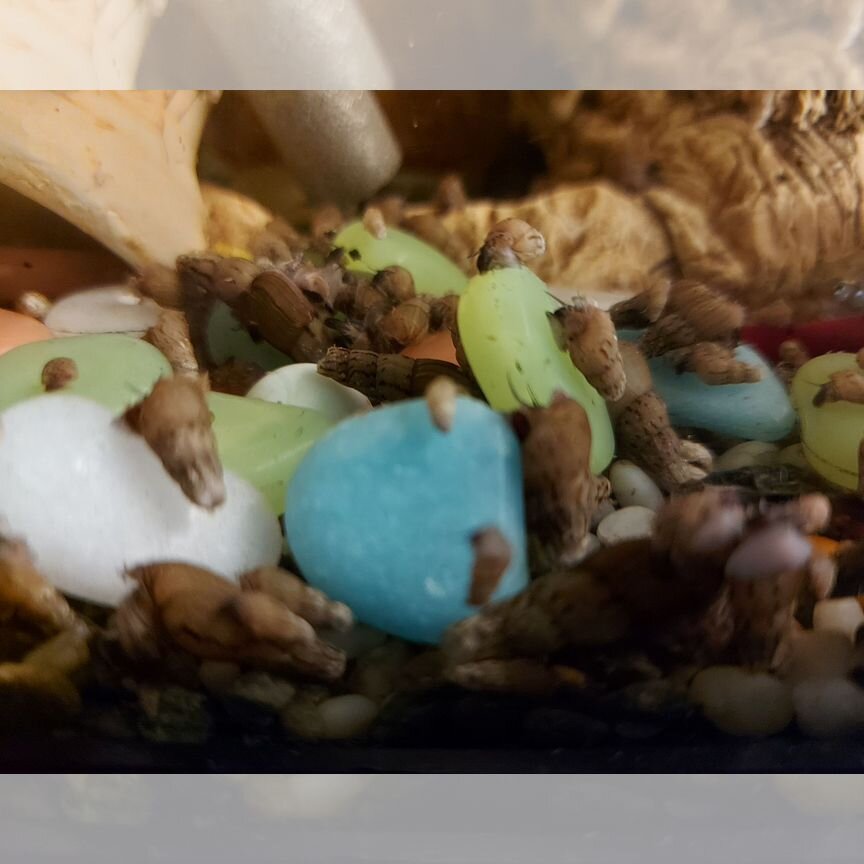 Улитки Мелании грунтовые