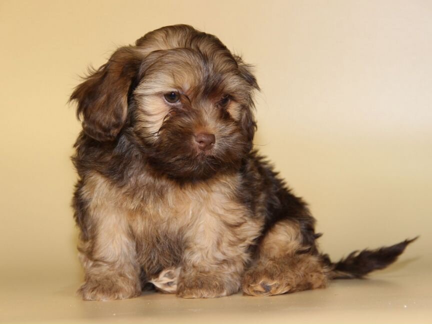 Русская цветная болонка, мальчик