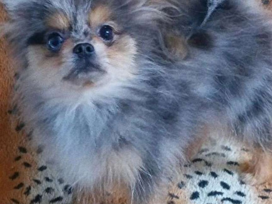 Щенки померанский шпиц