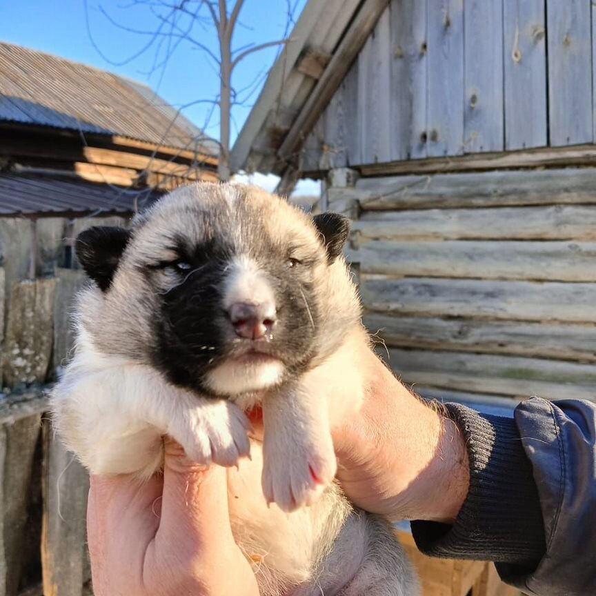 Щенок в добрые руки бесплатно