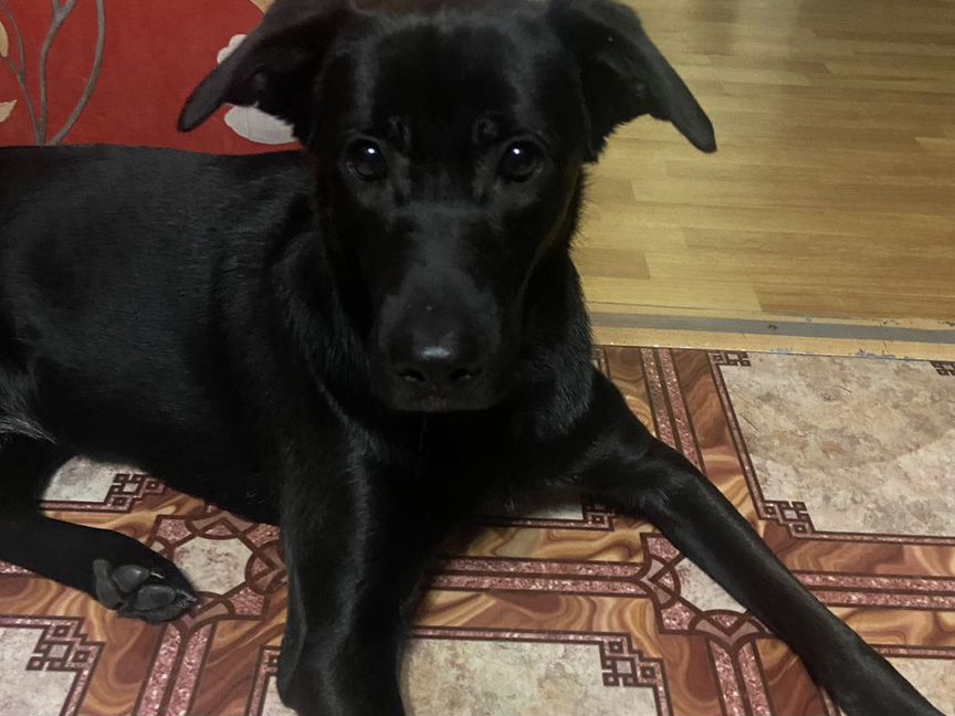 Отдам в добрые руки