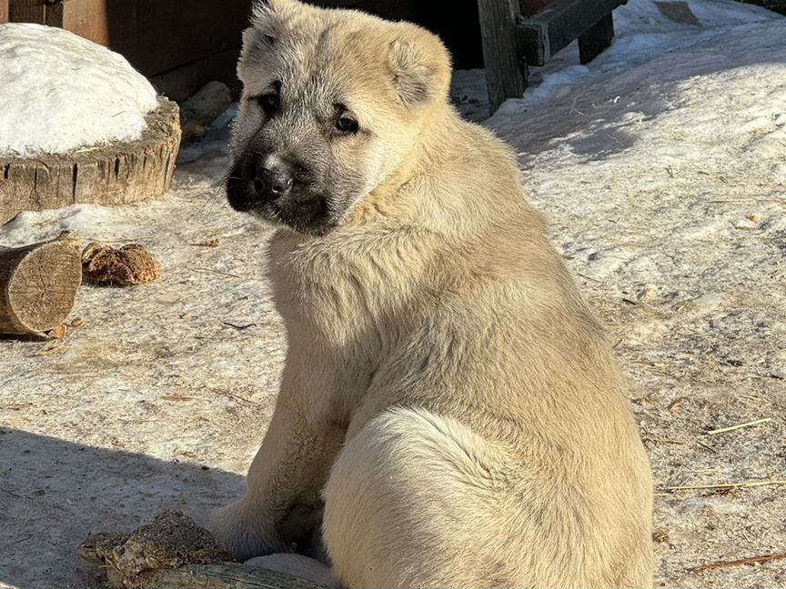 Среднеазиатская овчарка