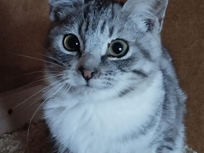 Котёнок Степашка в поиске дома