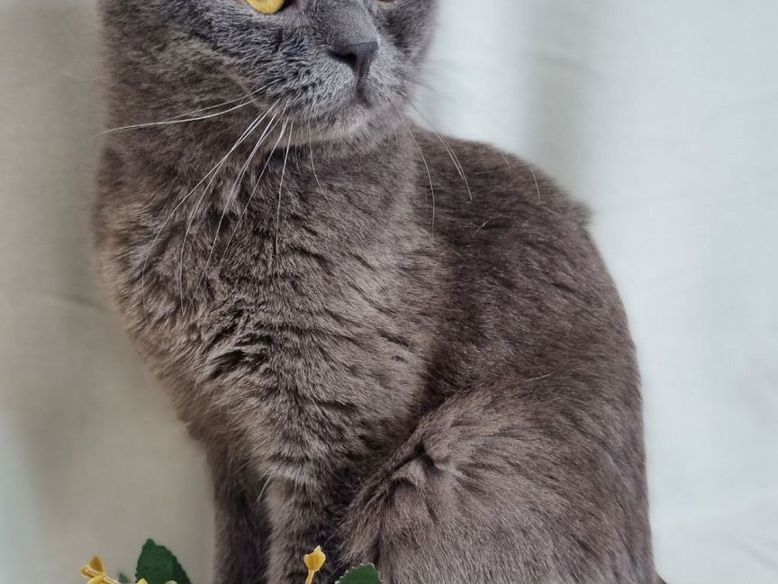 Шотландский котик Барри 2 года