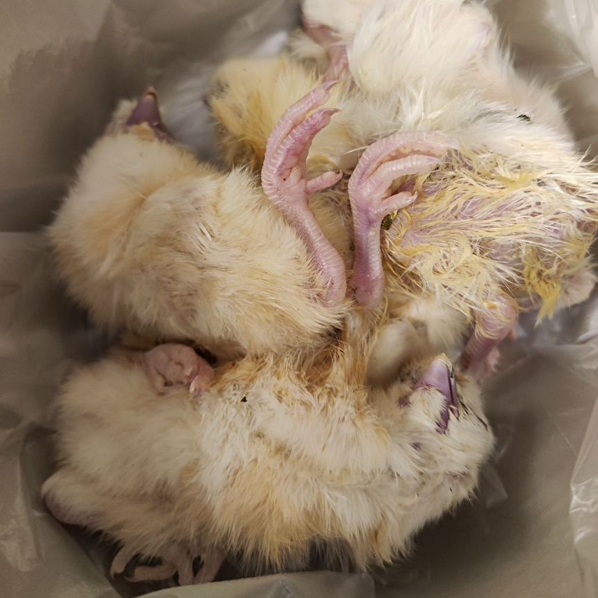 Цыплята суточные на корм