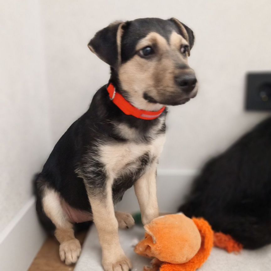 Щенок ищет дом со двором