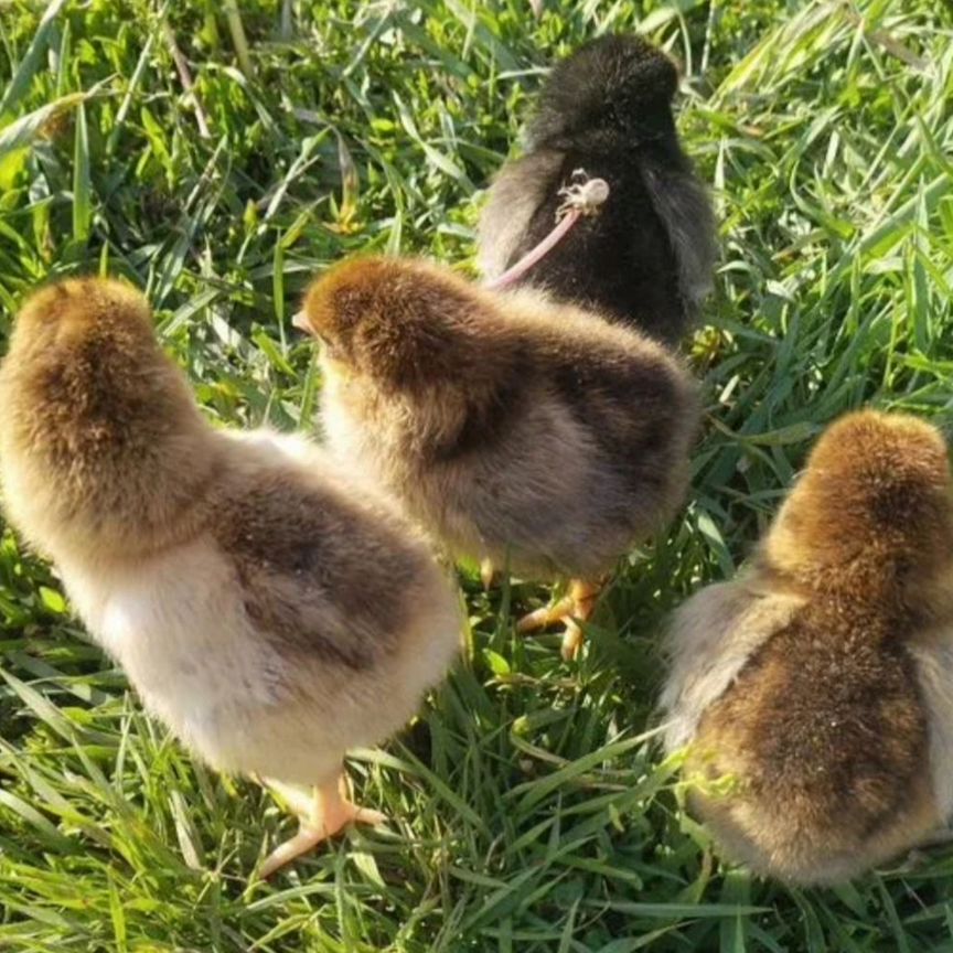 Цыплята суточные кучинские