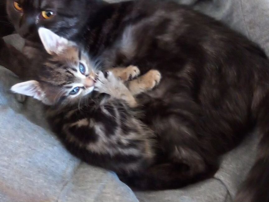 Кошка в дар бесплатно