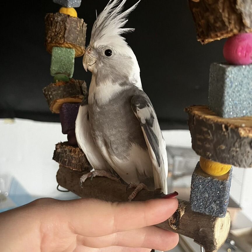 Самец безщекой кореллы