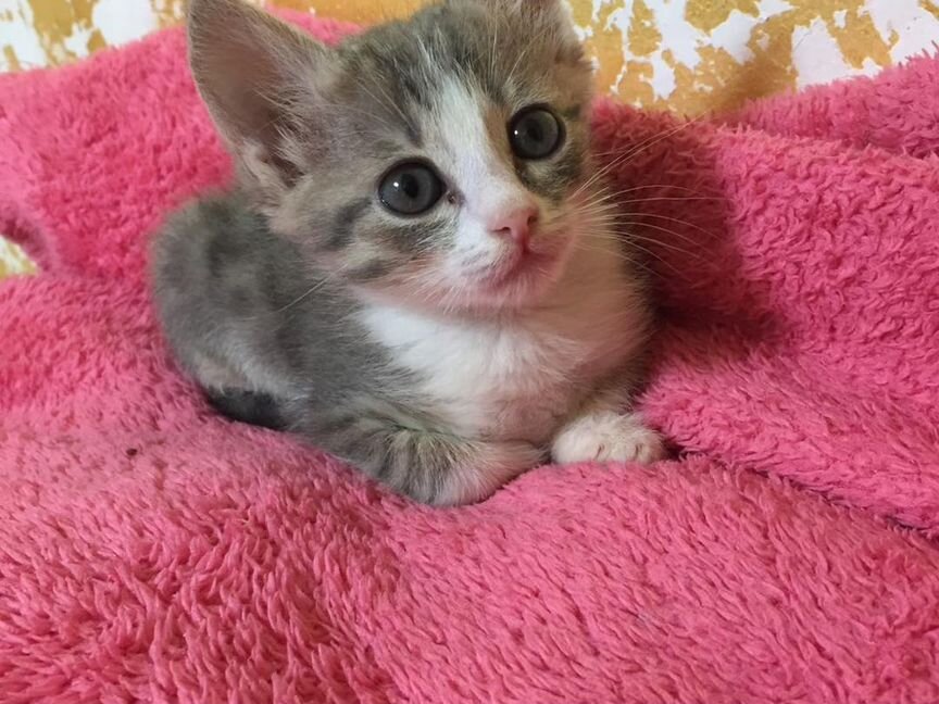 Отдам котенка