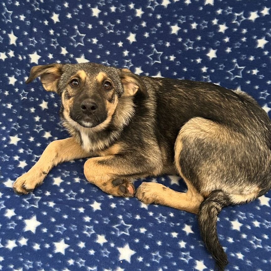 Щенок в добрые руки