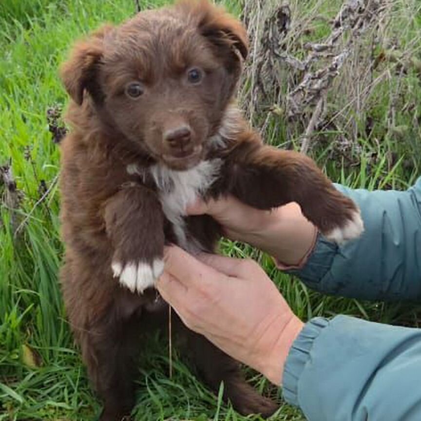 Щенок в добрые руки