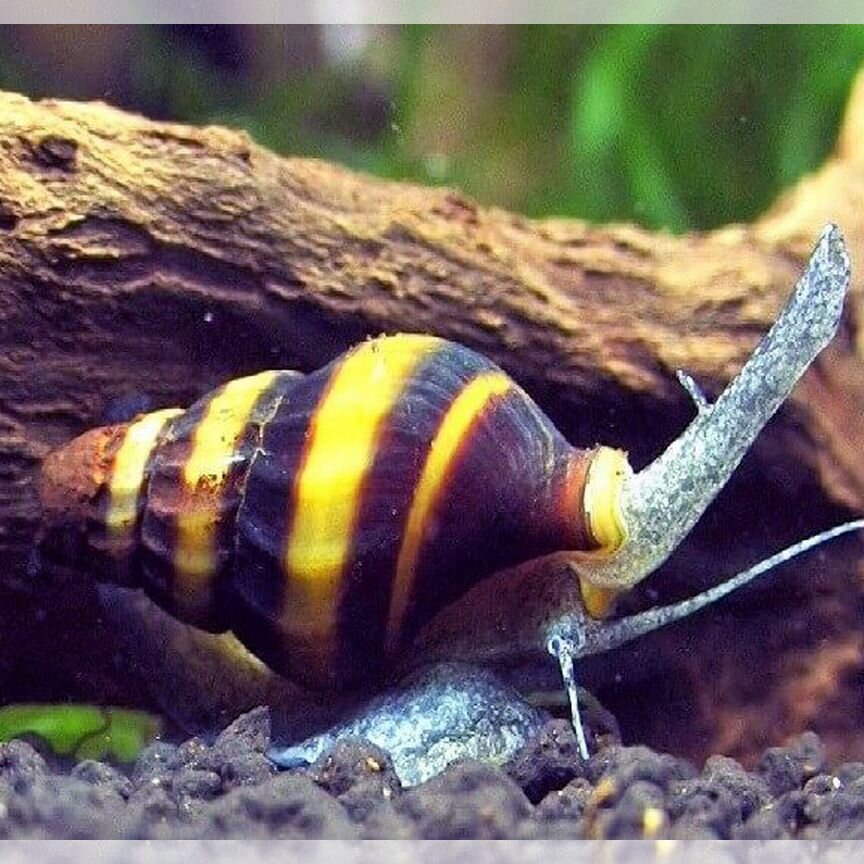 Улитки хилена