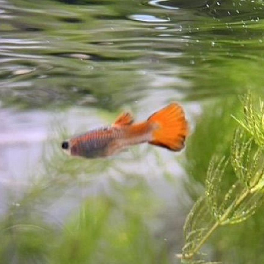 Гуппи