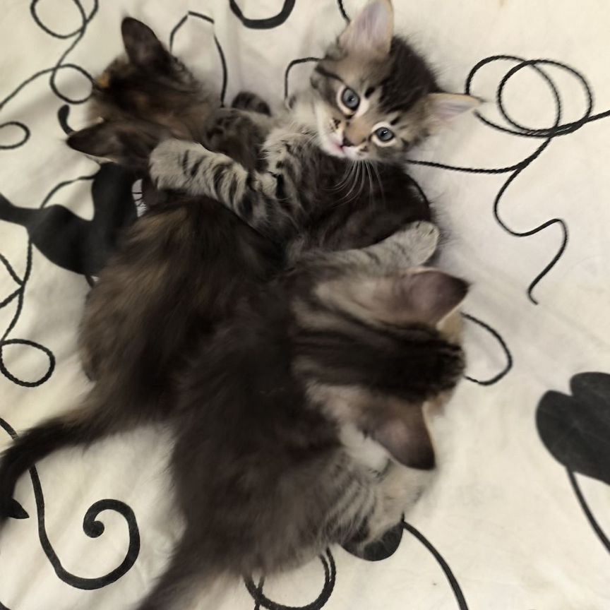Котята сибирские