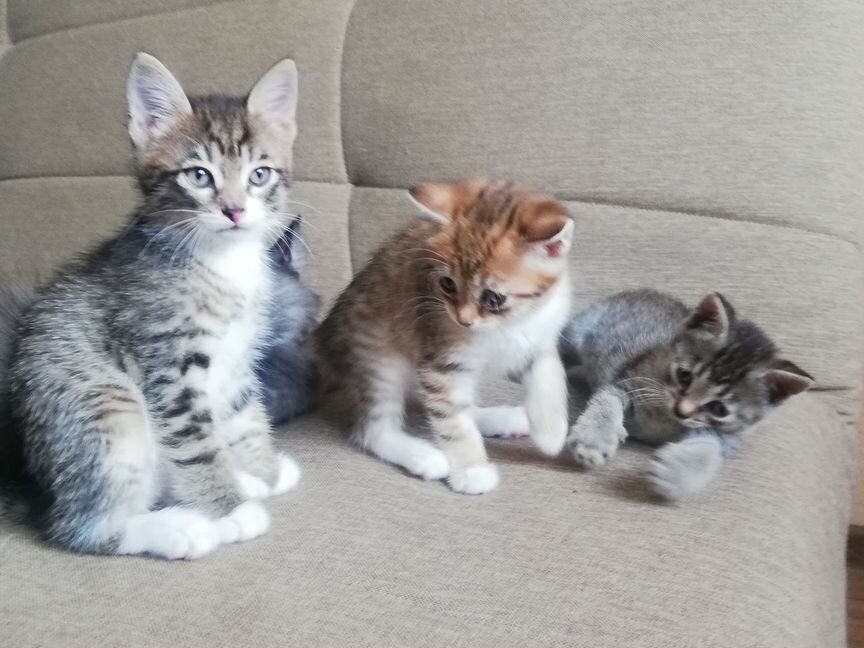Котята в добрые руки бесплатно