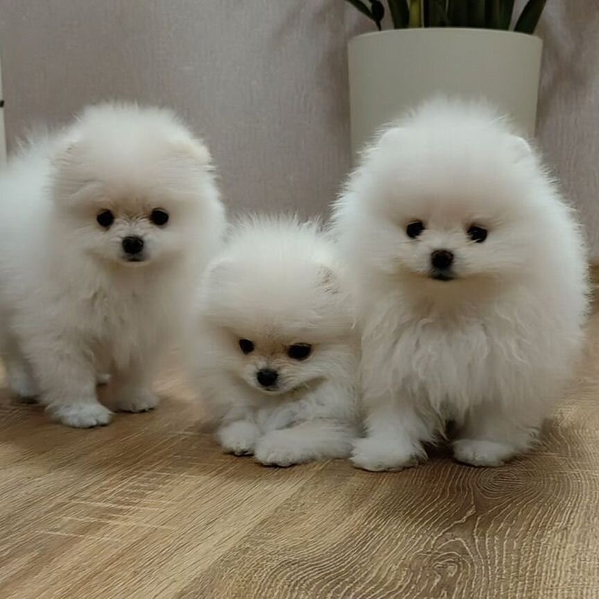 Померанский шпиц, щенок