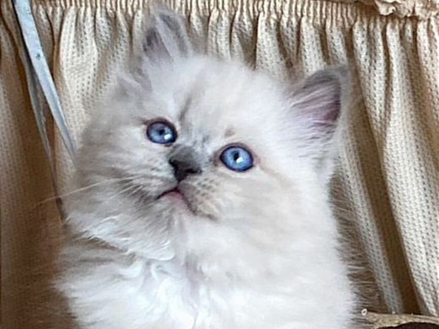 Невский маскарадный мальчик